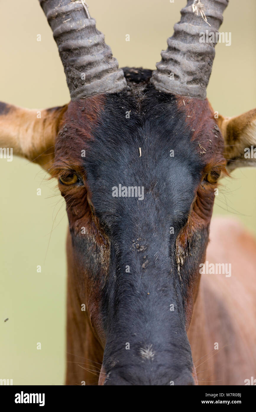 Male topis hi-res stock photography and images - Alamy