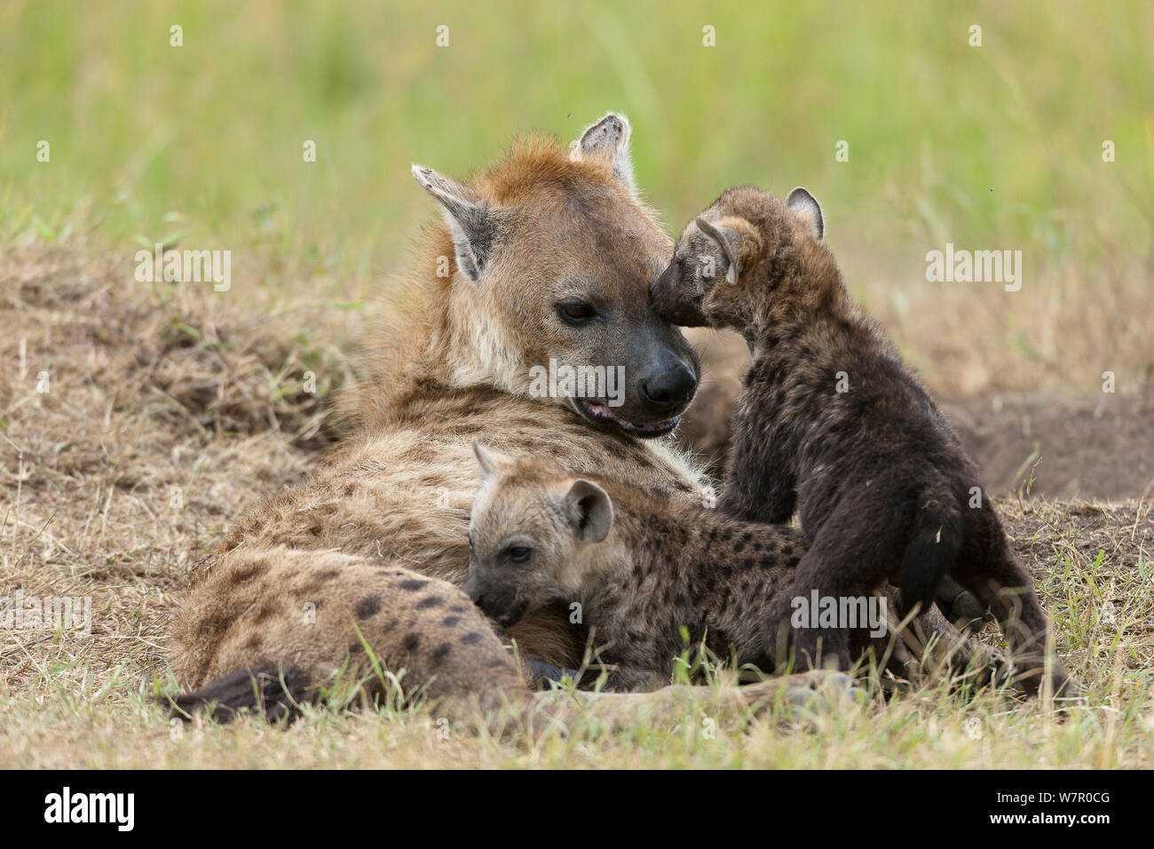 Spotted hyena (Crocuta crocuta) mother and cubs at den, Masai-Mara Game ...