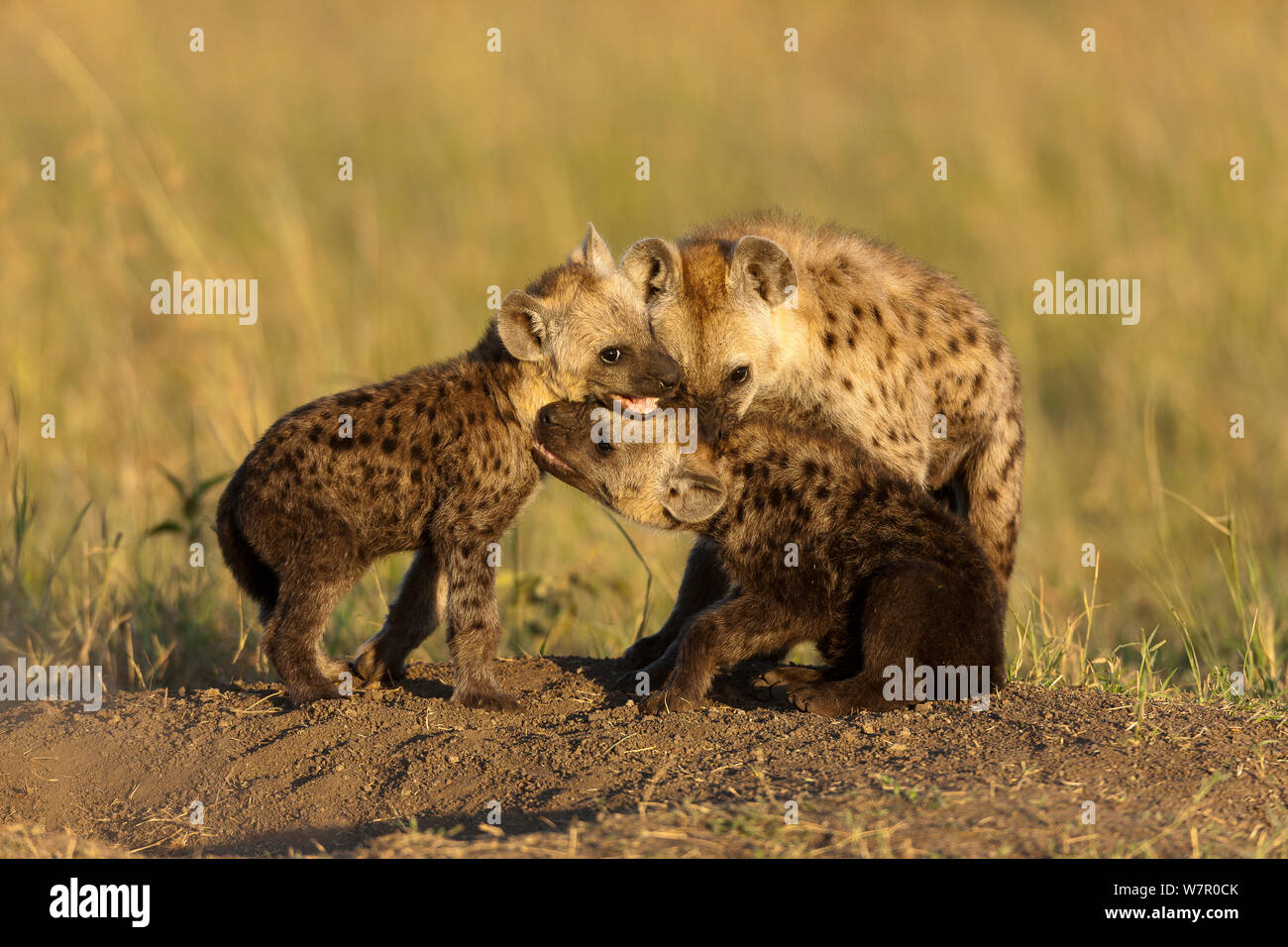 Spotted hyena (Crocuta crocuta) cubs playing at den, Masai-Mara Game ...
