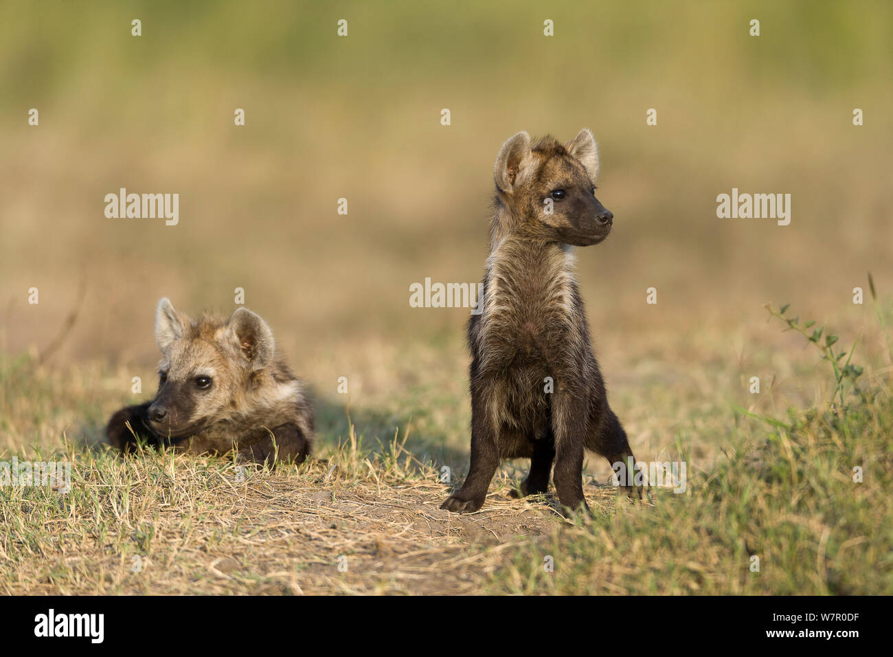 Spotted hyena (Crocuta crocuta) cubs at den, Masai-Mara Game Reserve ...