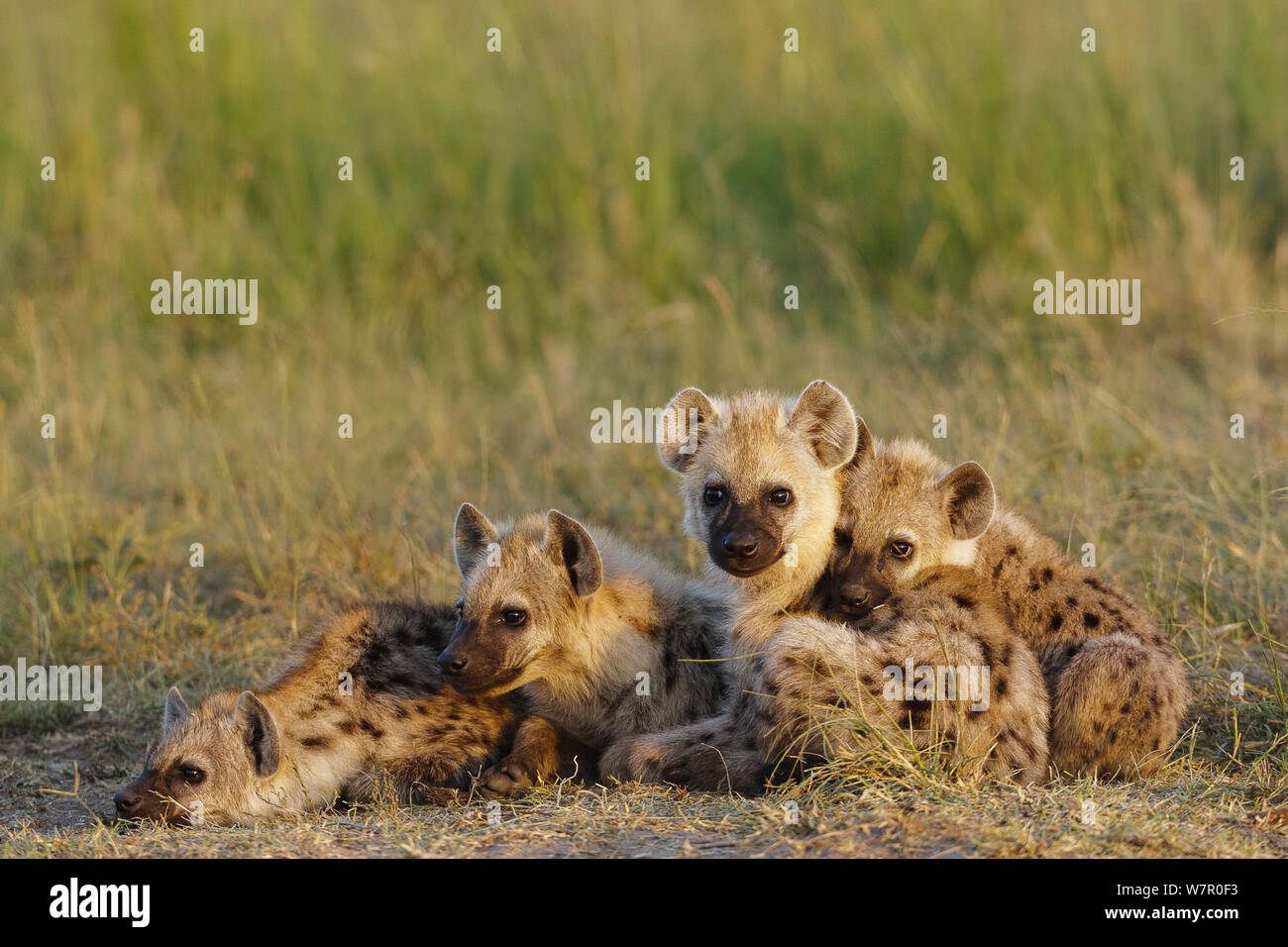 Spotted hyena (Crocuta crocuta) cubs at den, Masai-Mara Game Reserve ...