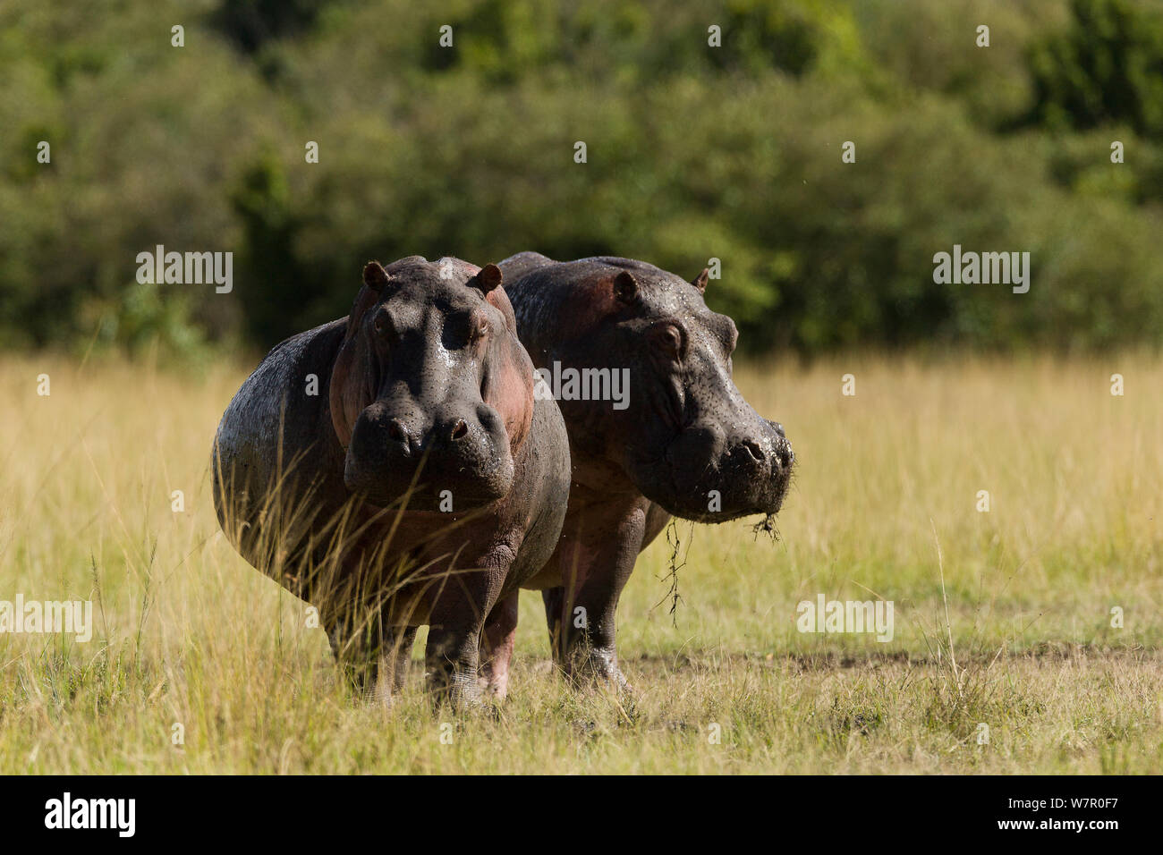 Hippo (Hippopotamus amphibius) eating during daytime during a very dry ...