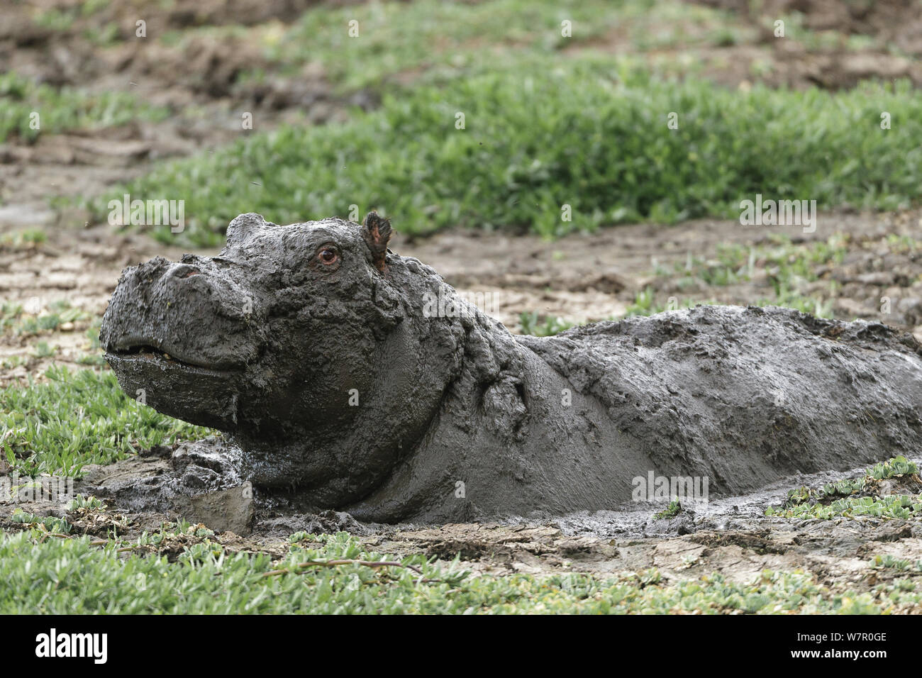 Hippo mud hi-res stock photography and images - Alamy