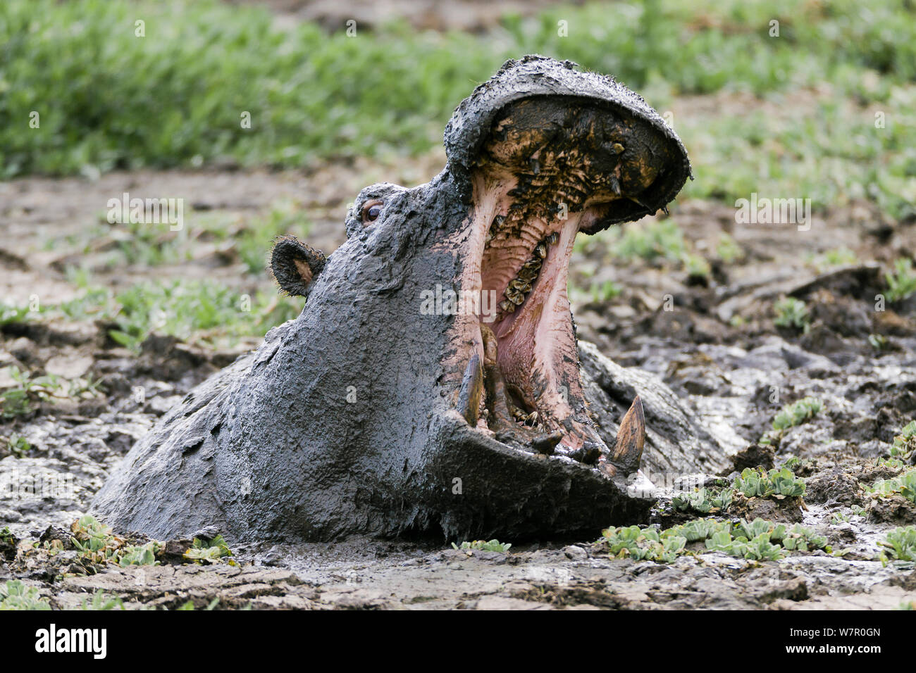 Hippo mud hi-res stock photography and images - Alamy