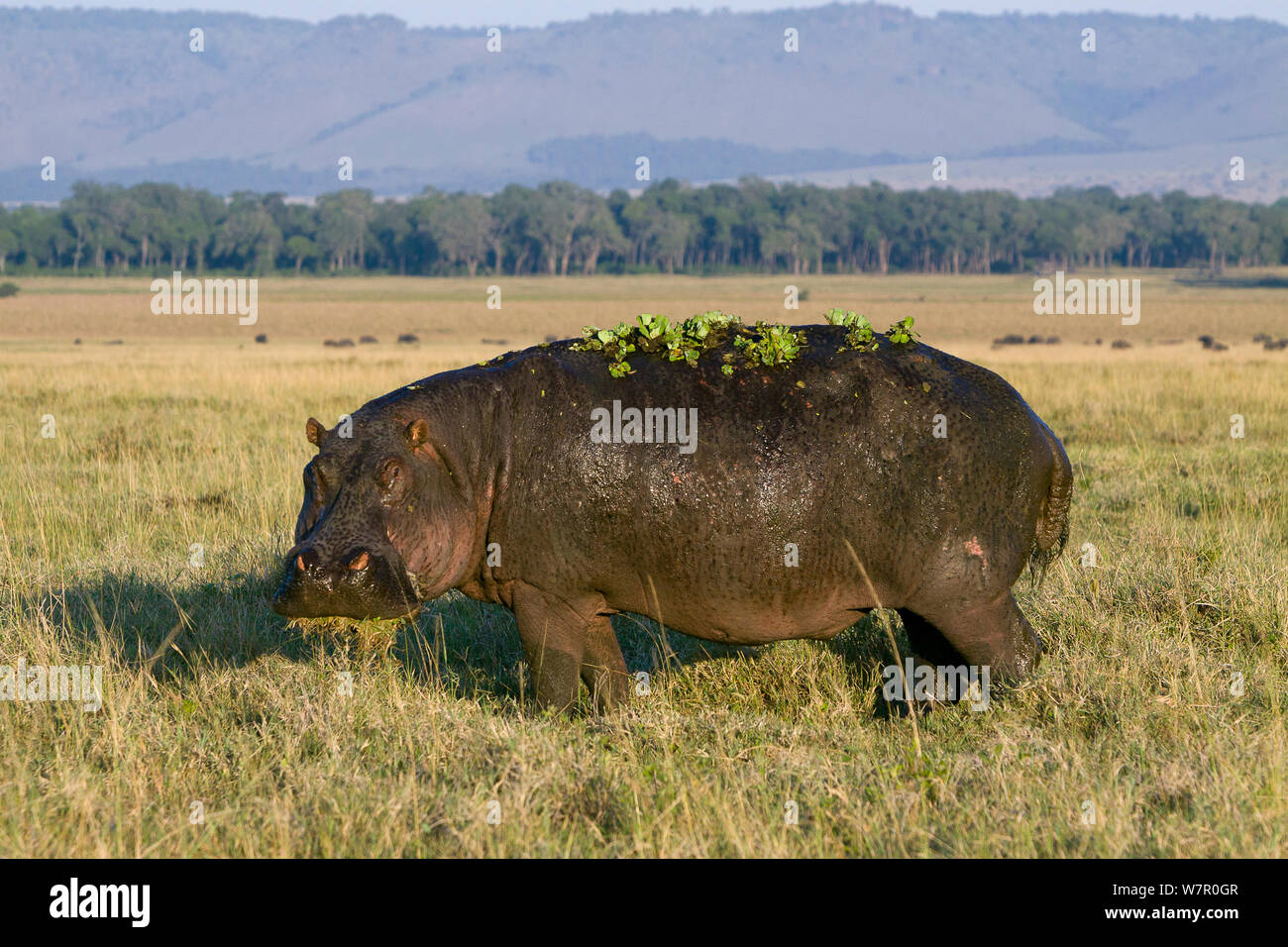 Hippo feeding hi-res stock photography and images - Alamy