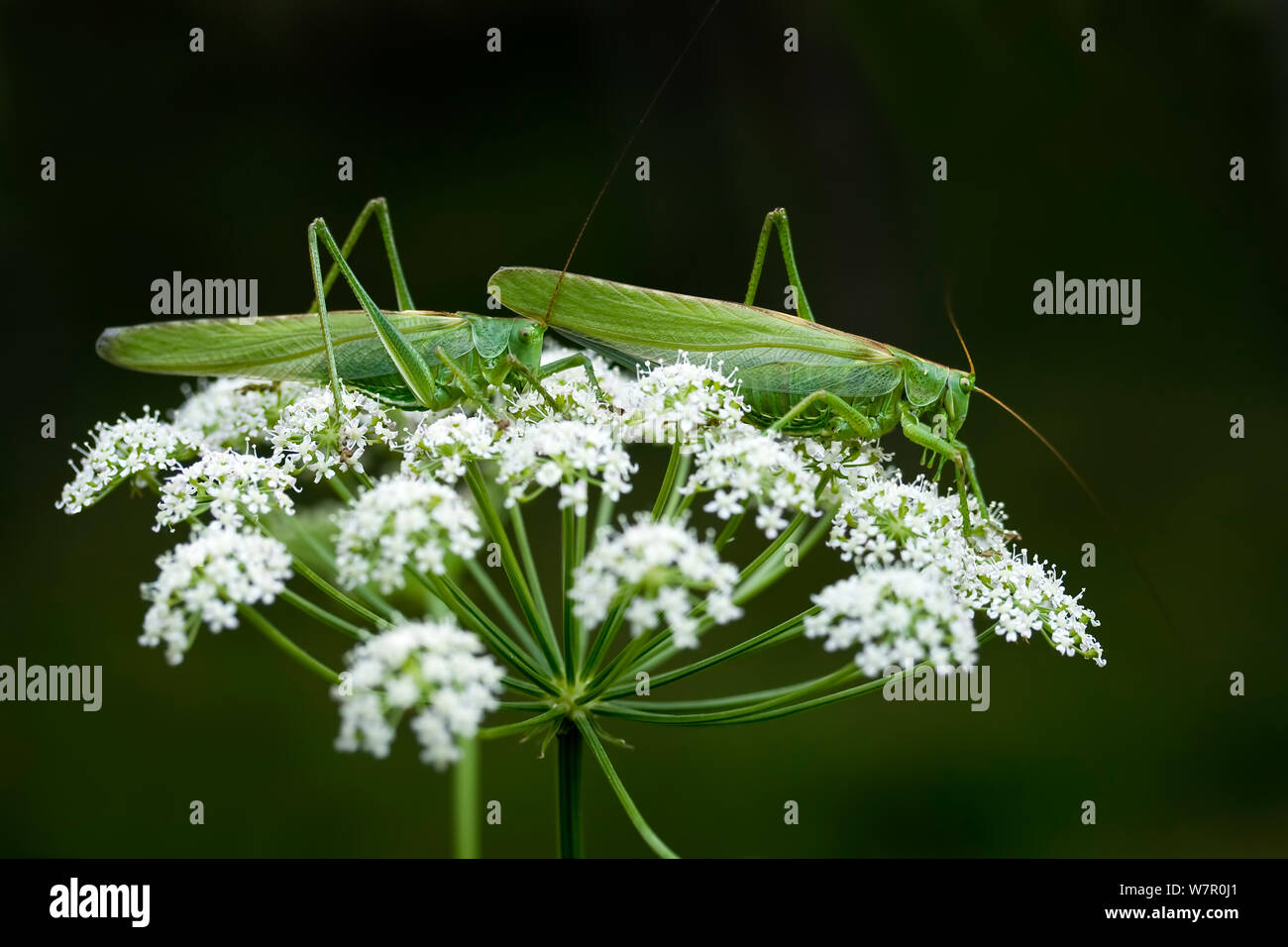 Two grasshoppers on the plant Stock Photo - Alamy
