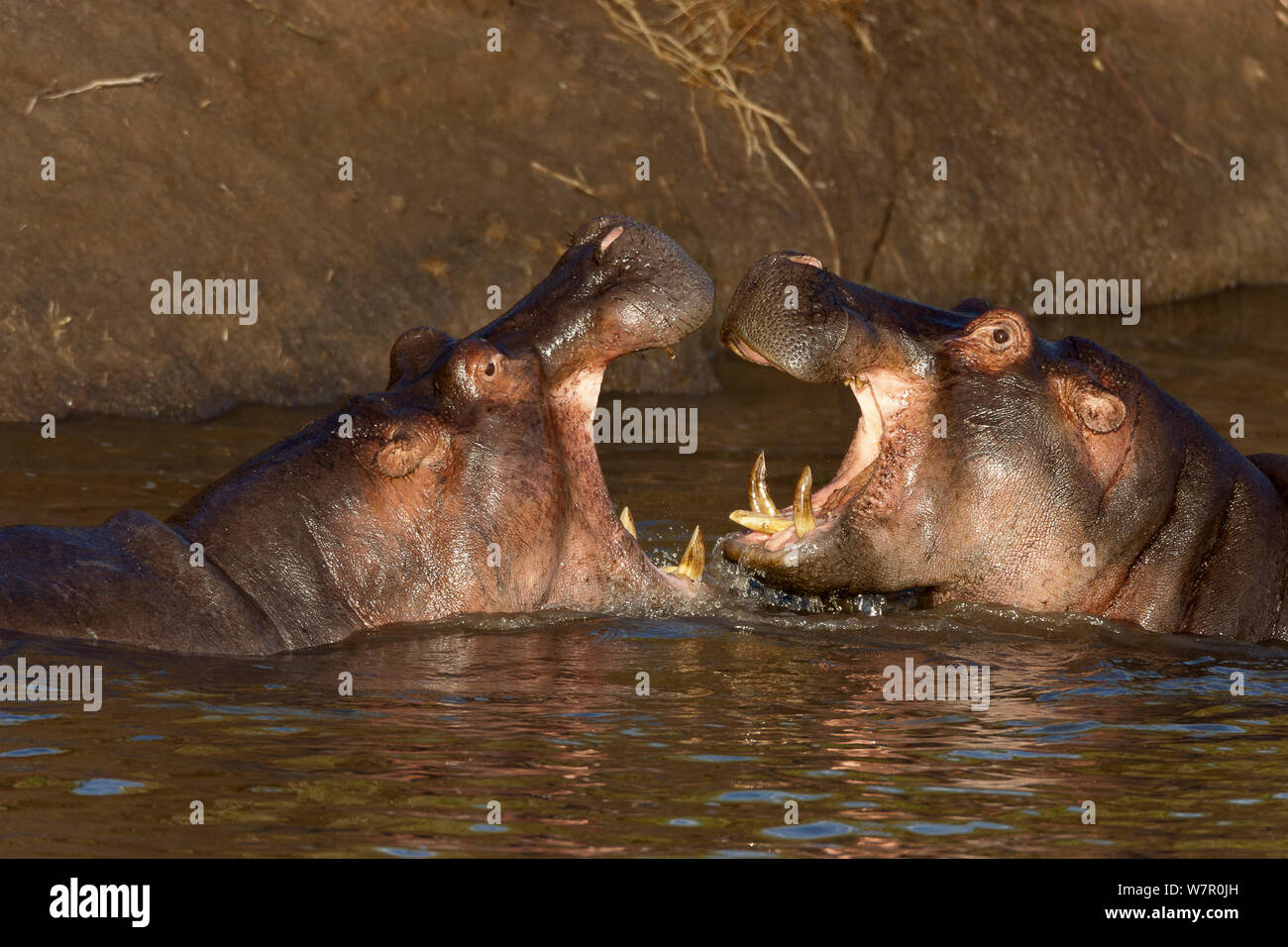 Hippopotamus amphibius males fighting hi-res stock photography and ...