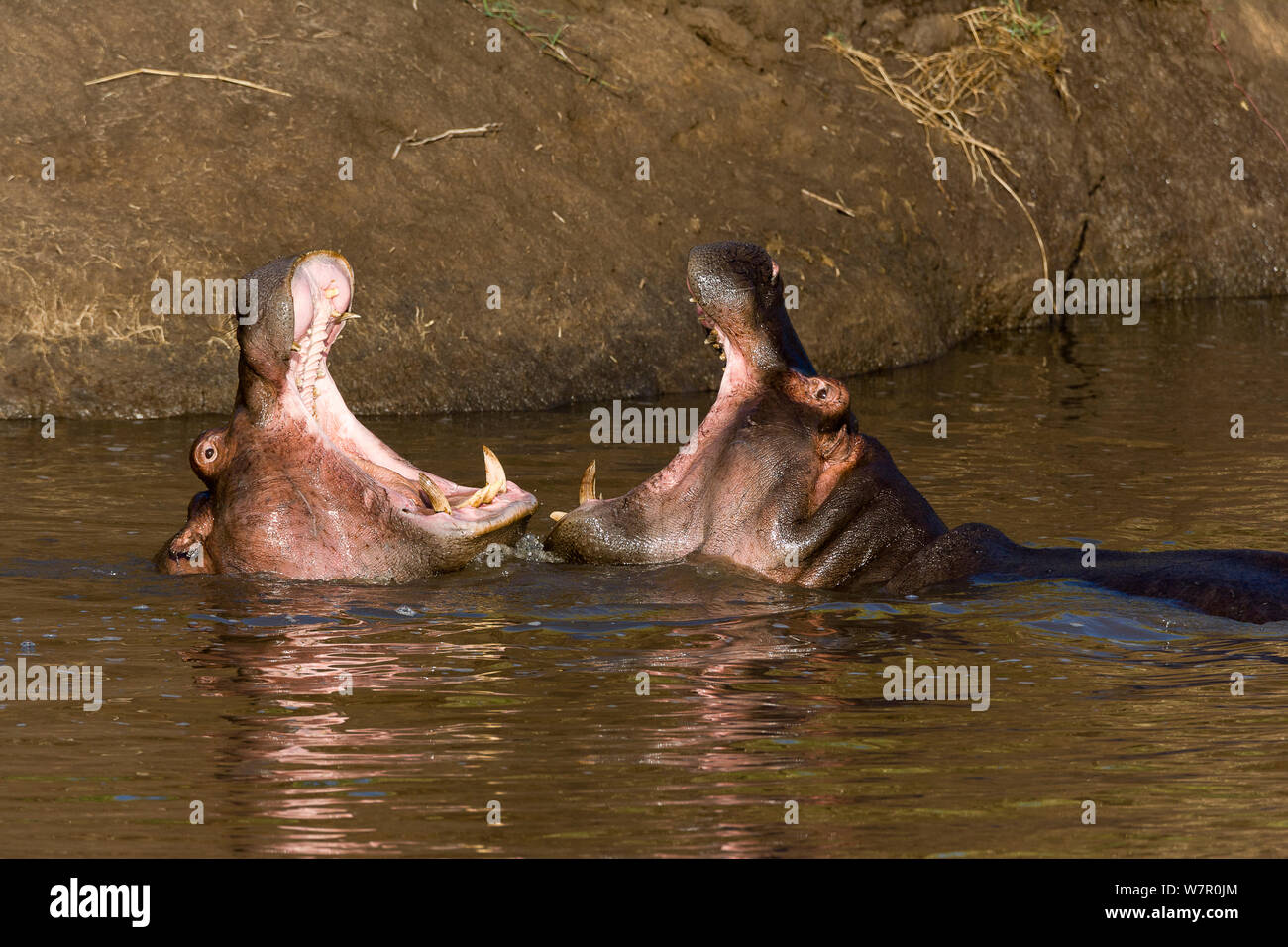 Hippopotamus amphibius males fighting hi-res stock photography and ...