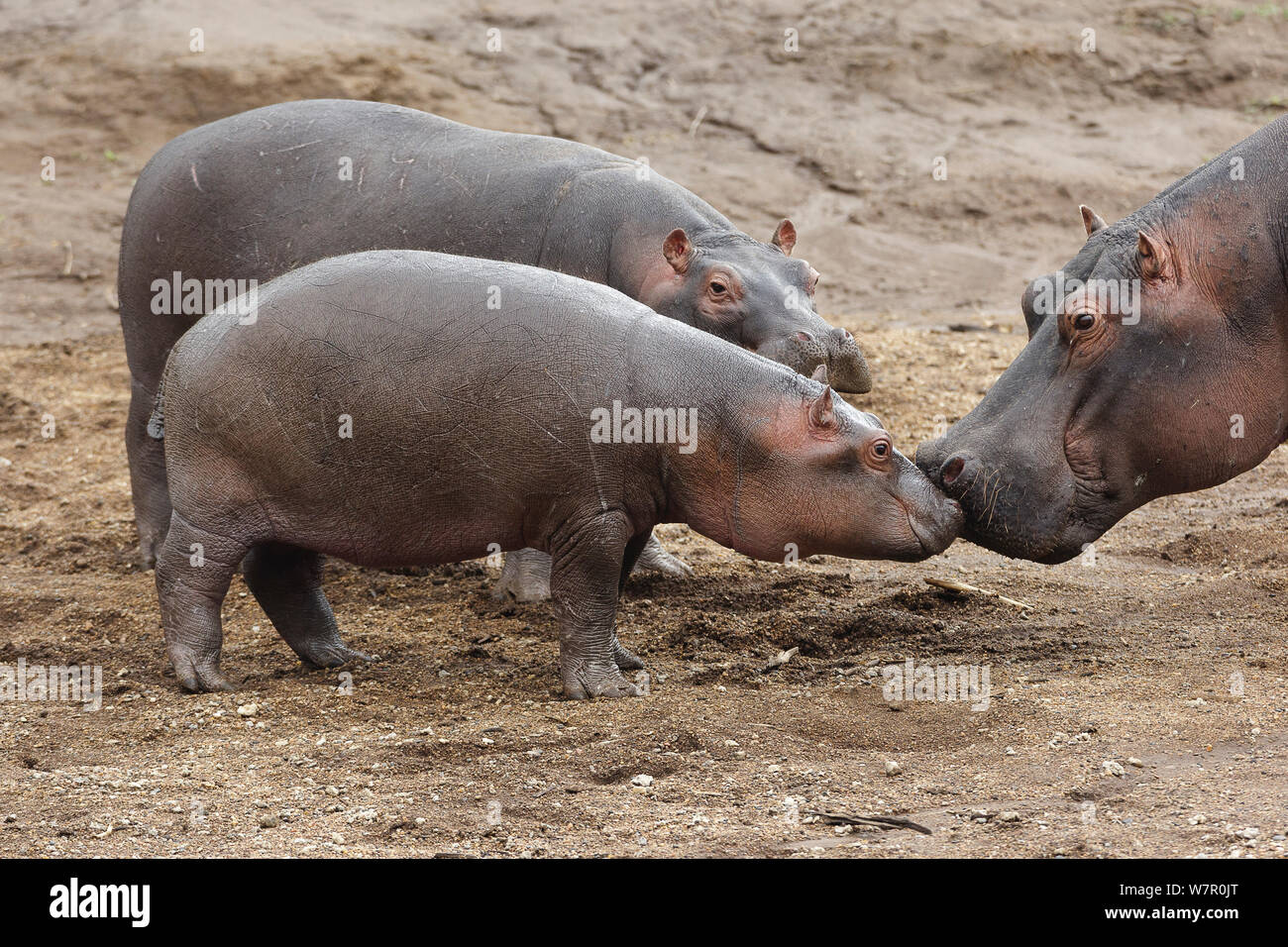 Hippo calf hi-res stock photography and images - Alamy