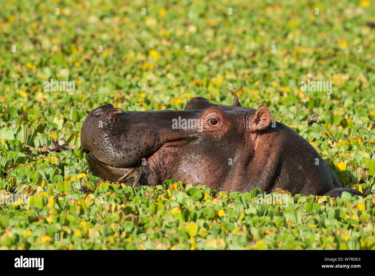 Young hippo (Hippopotamus amphibius) amongst water lettuces (Pistia ...