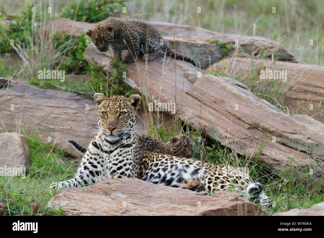 African leopard and cubs hi-res stock photography and images - Alamy