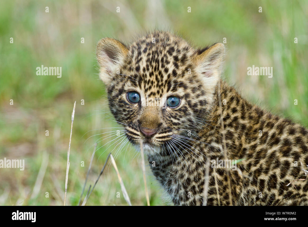 African leopard and cubs hi-res stock photography and images - Alamy