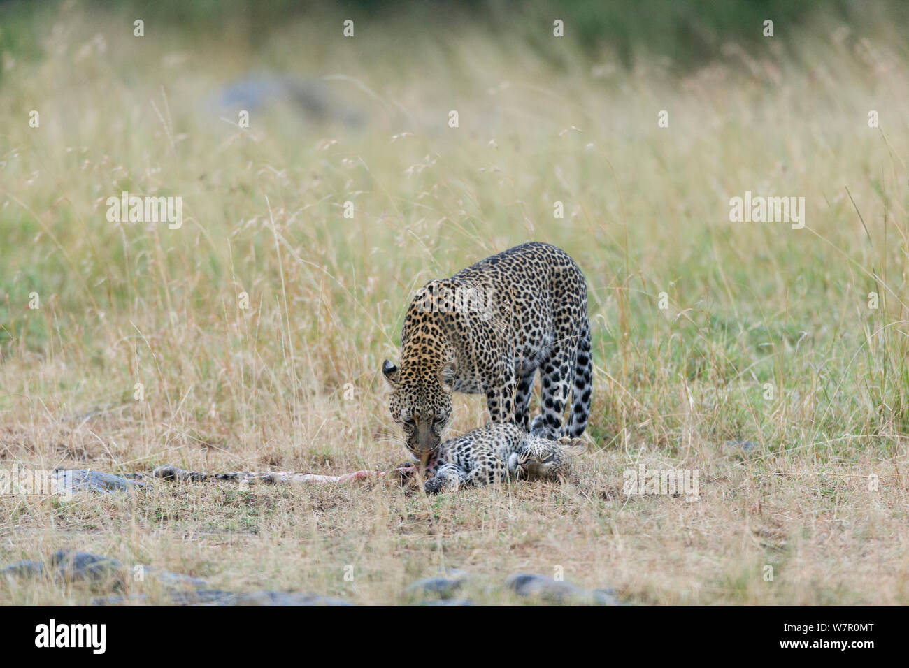 Leopard (Panthera pardus) female with its dead cub killed by a male ...