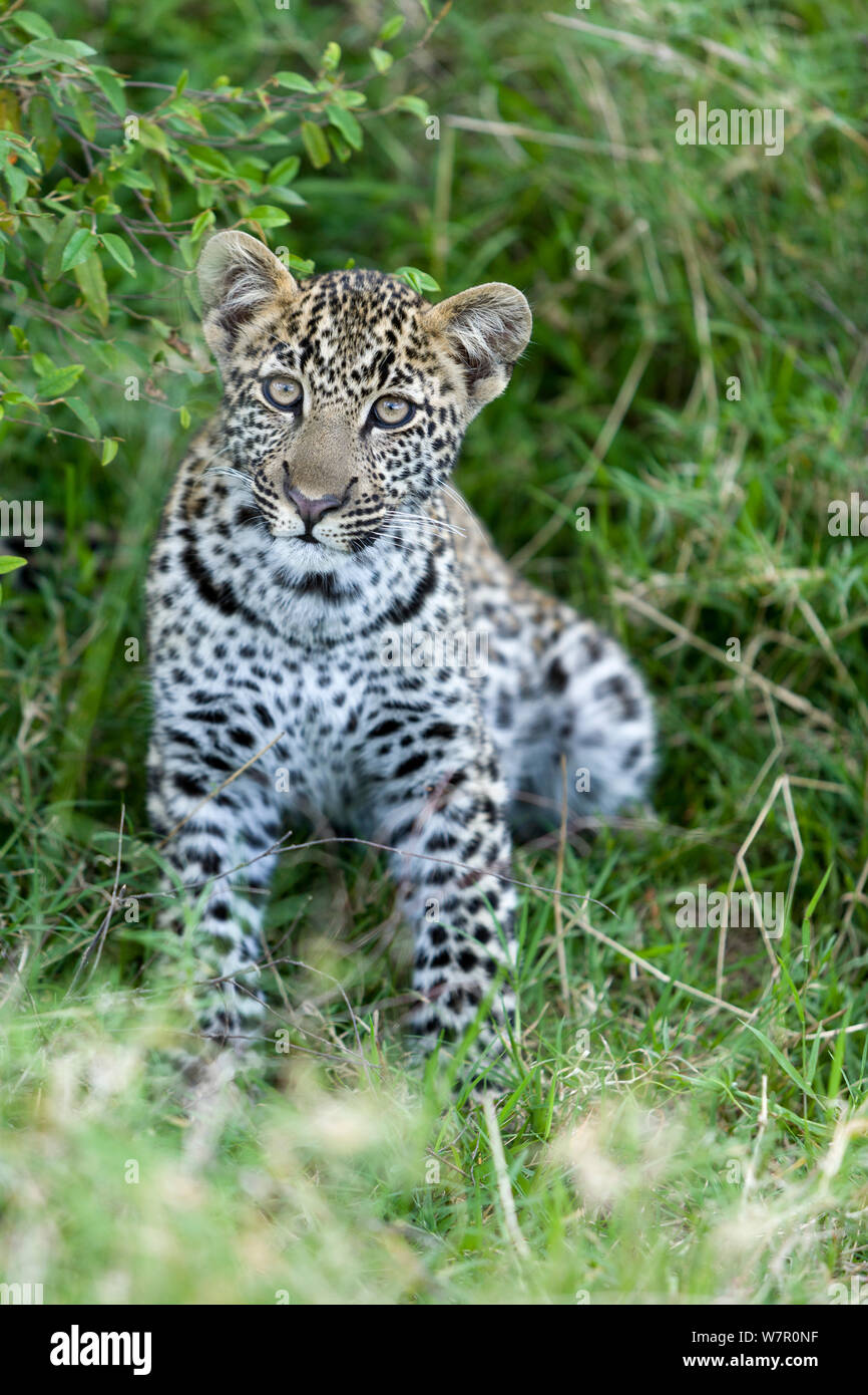 Male leopards hi-res stock photography and images - Alamy