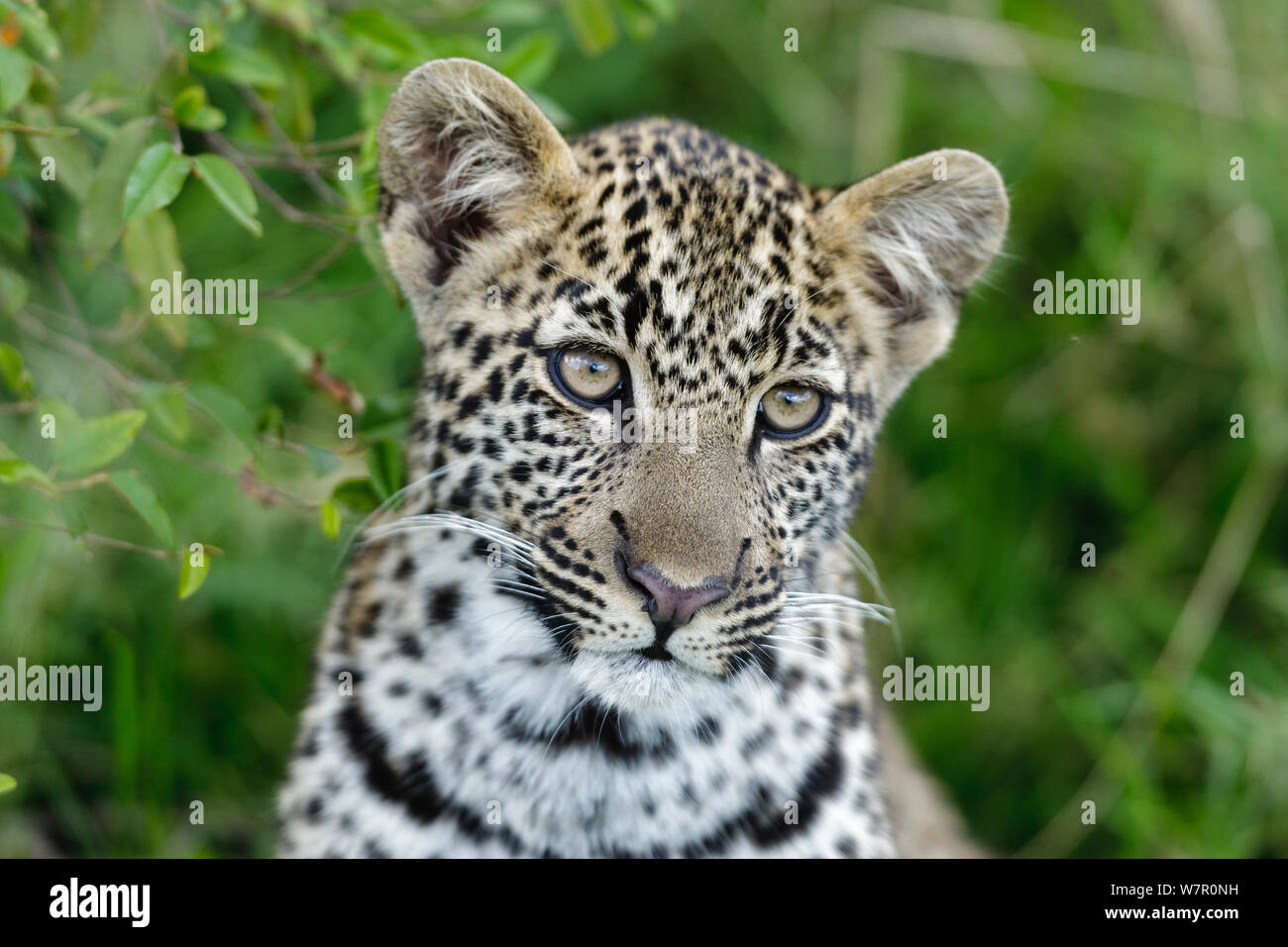Male leopards hi-res stock photography and images - Alamy