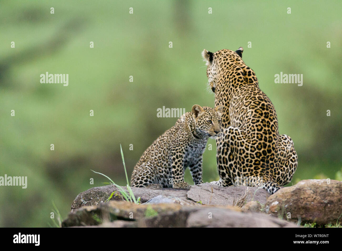 Mother and baby leopards hi-res stock photography and images - Alamy