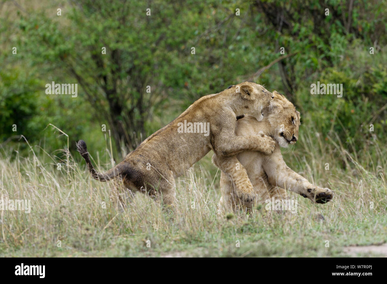 Lion (Panthera leo) juveniles playing, Masai-Mara Game Reserve, Kenya. Vulnerable species Stock ...