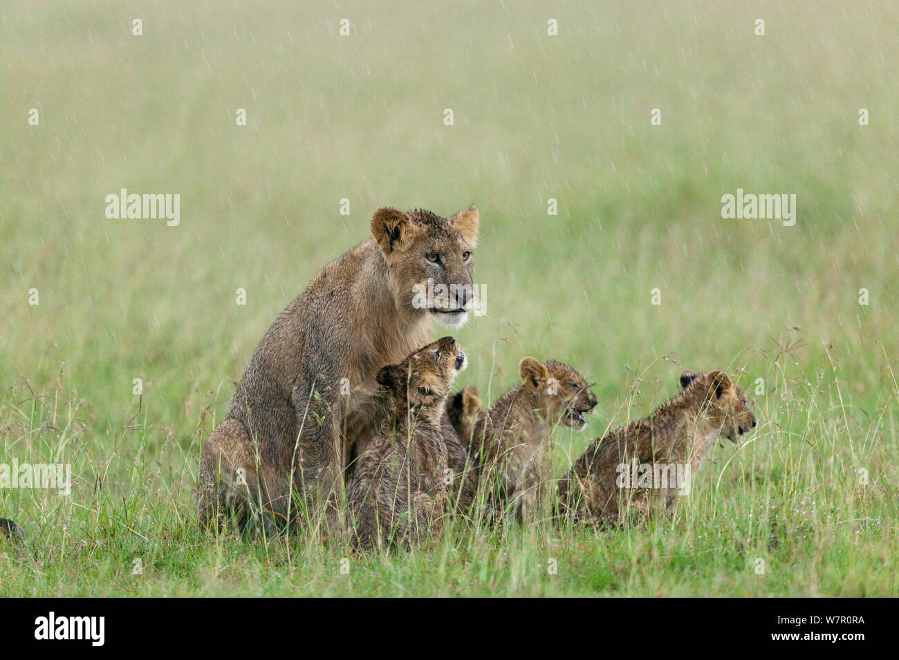 Lioness and cubs in rain hi-res stock photography and images - Alamy