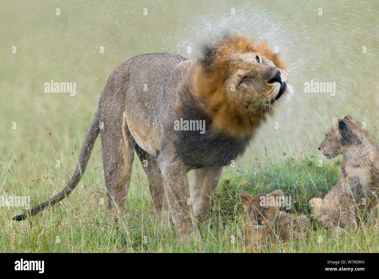 Male lion shaking water off hi-res stock photography and images - Alamy
