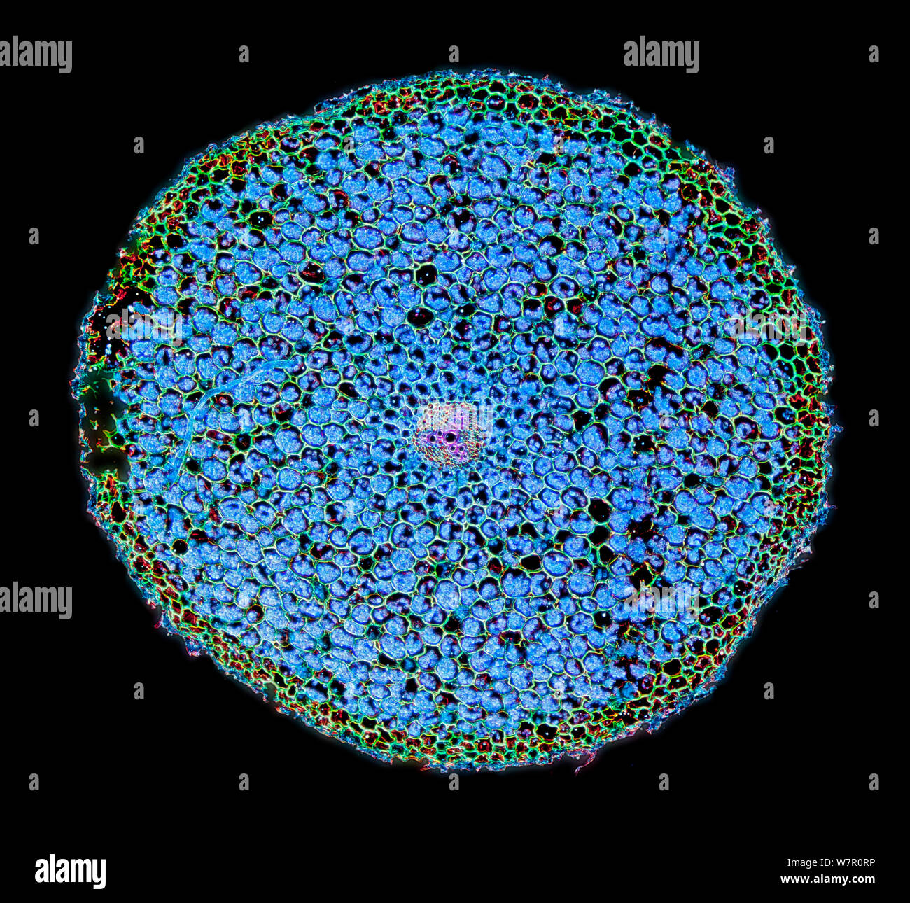 Buttercup (ranunculus) root section hi-res stock photography and images ...