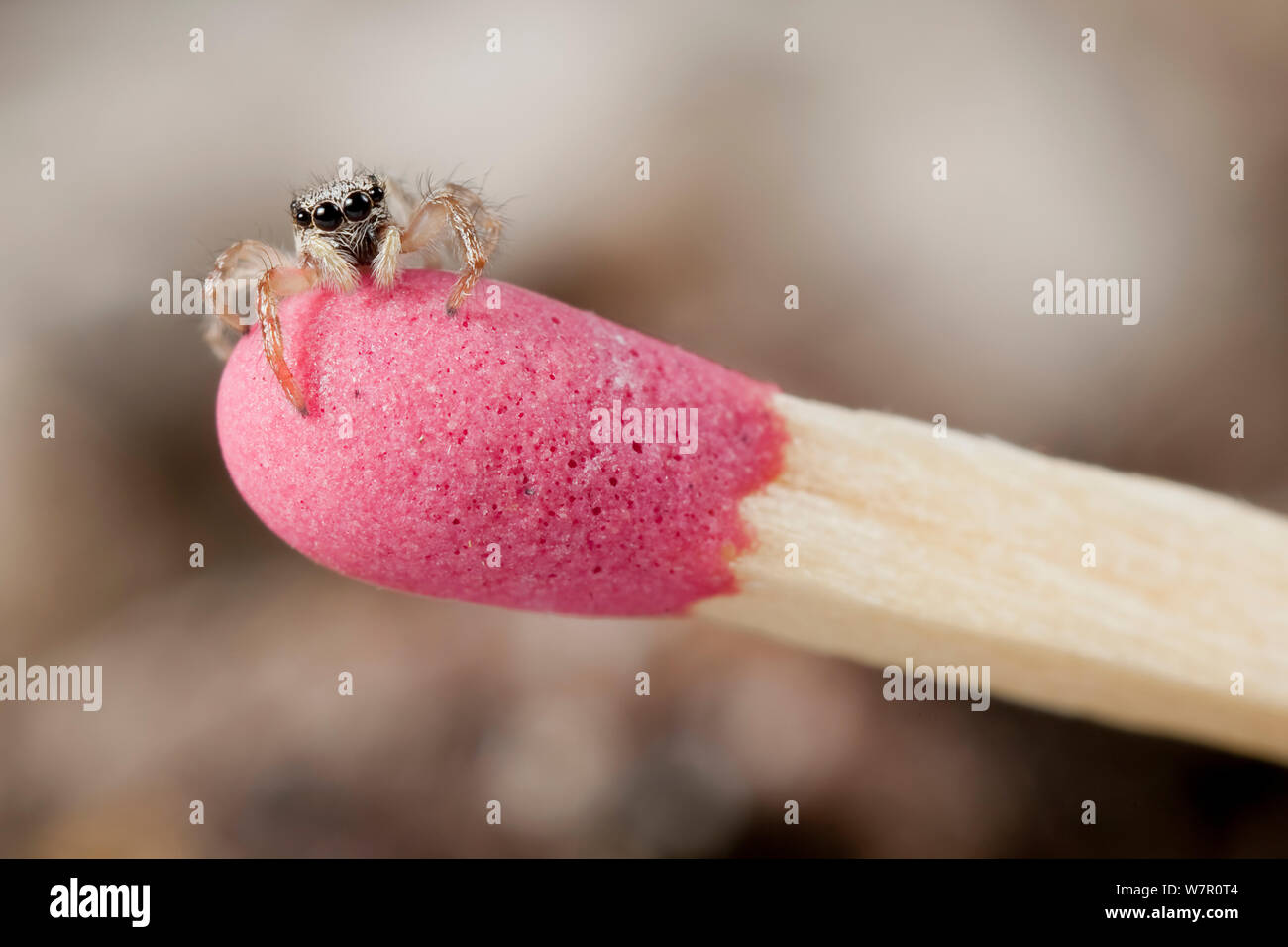 Jumping spider and match Stock Photo - Alamy