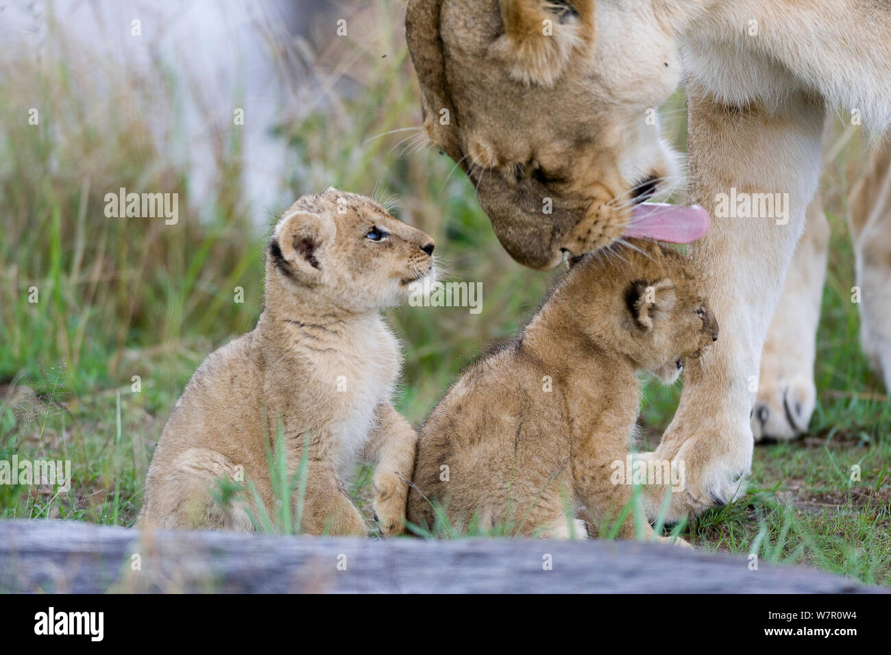 Lioness (Panthera leo) grooming cubs aged 6 weeks, Masai-Mara Game ...