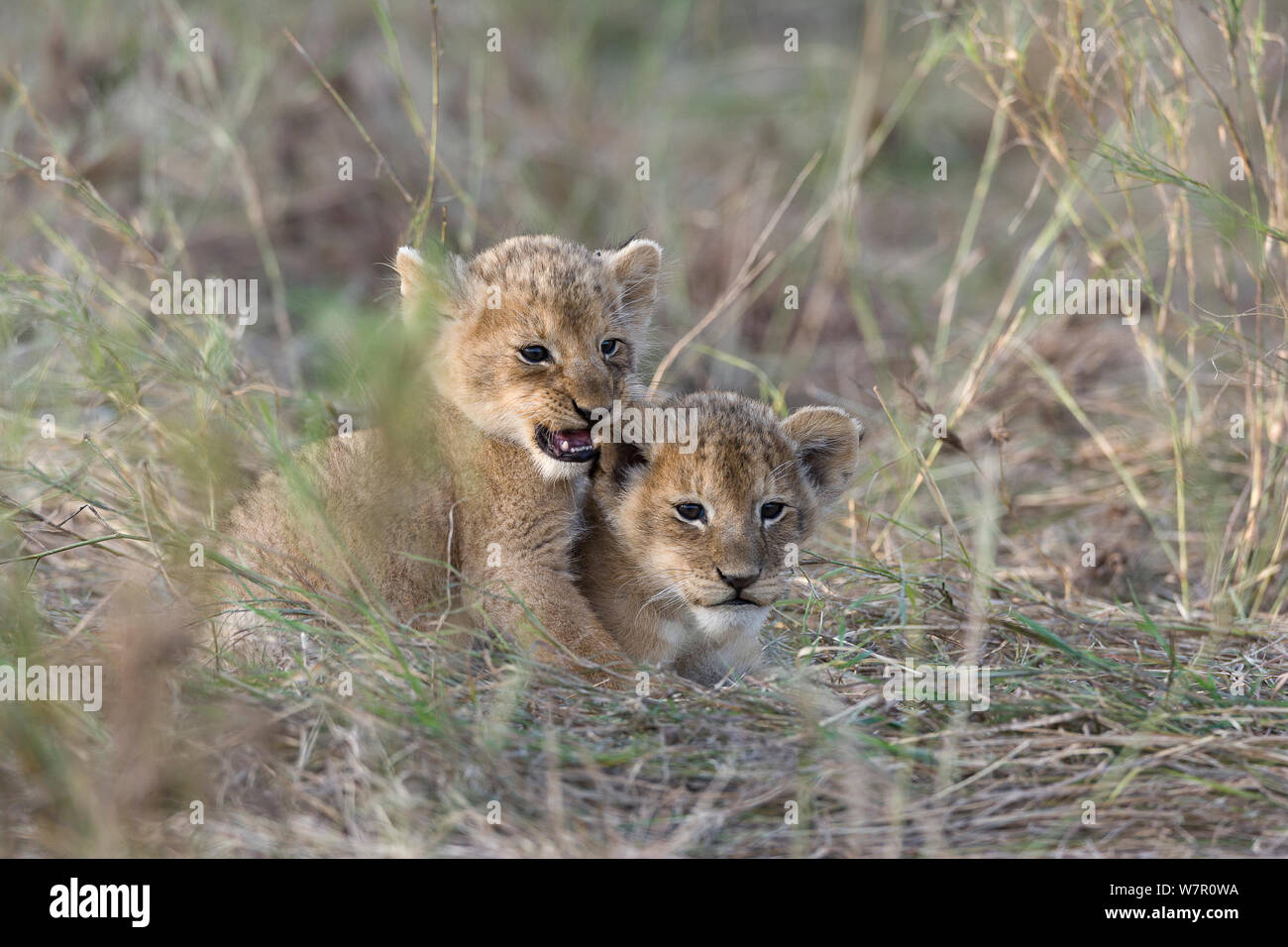 Lions crouched in grass hi-res stock photography and images - Alamy