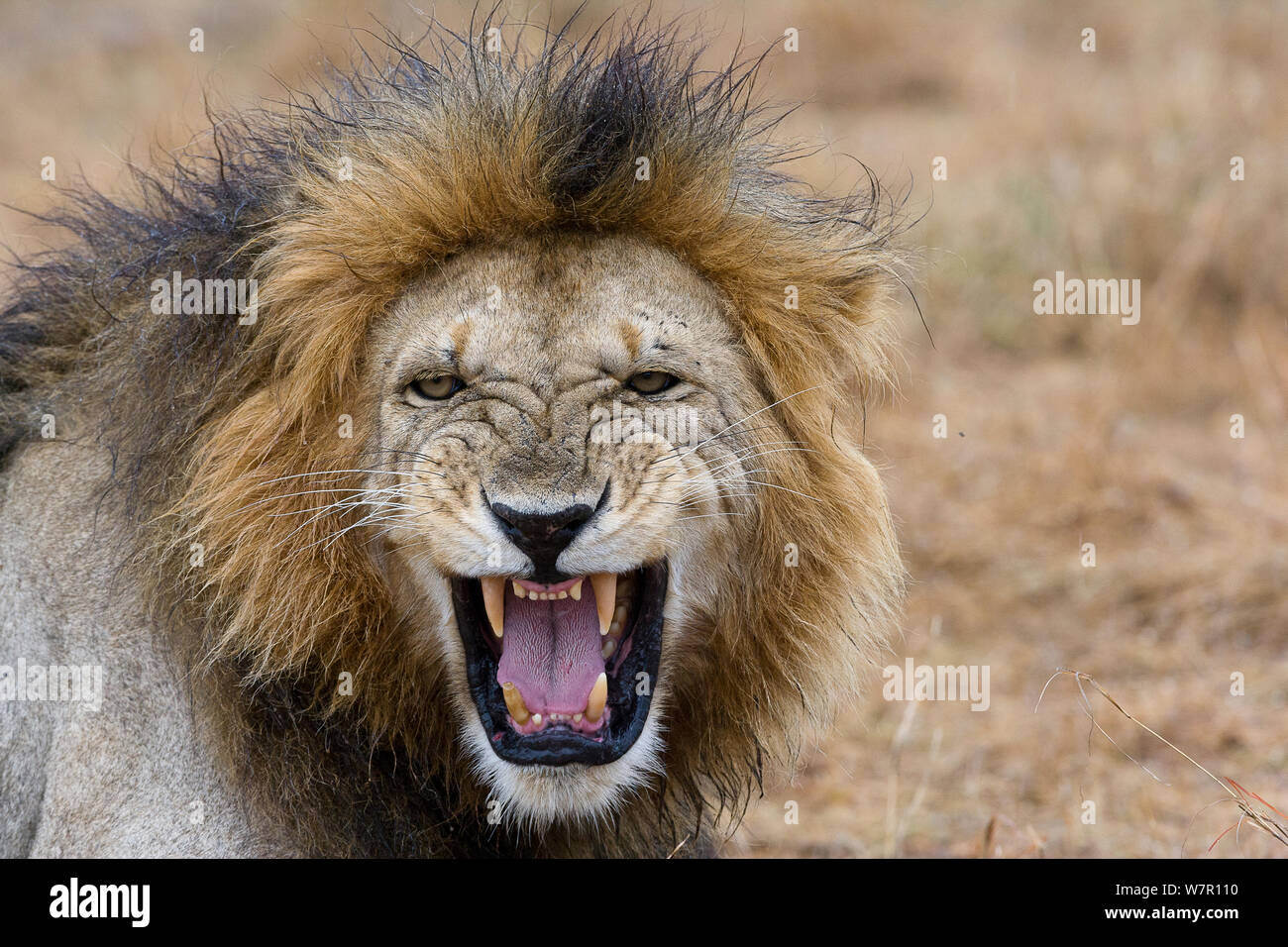 Lion (Panthera leo) male smelling the air, flehmen response, Masai-Mara ...