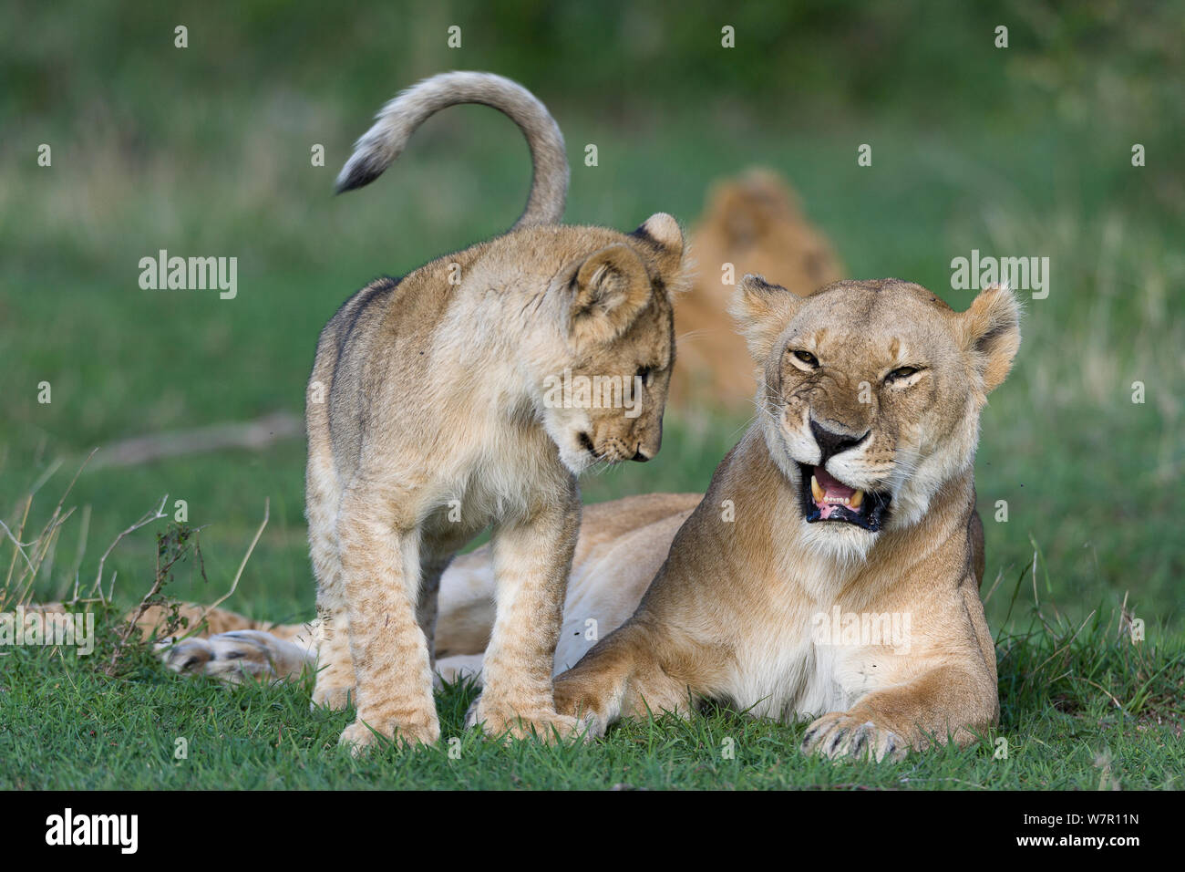 Lioness (Panthera leo) playing with her cub, Masai-Mara Game Reserve ...
