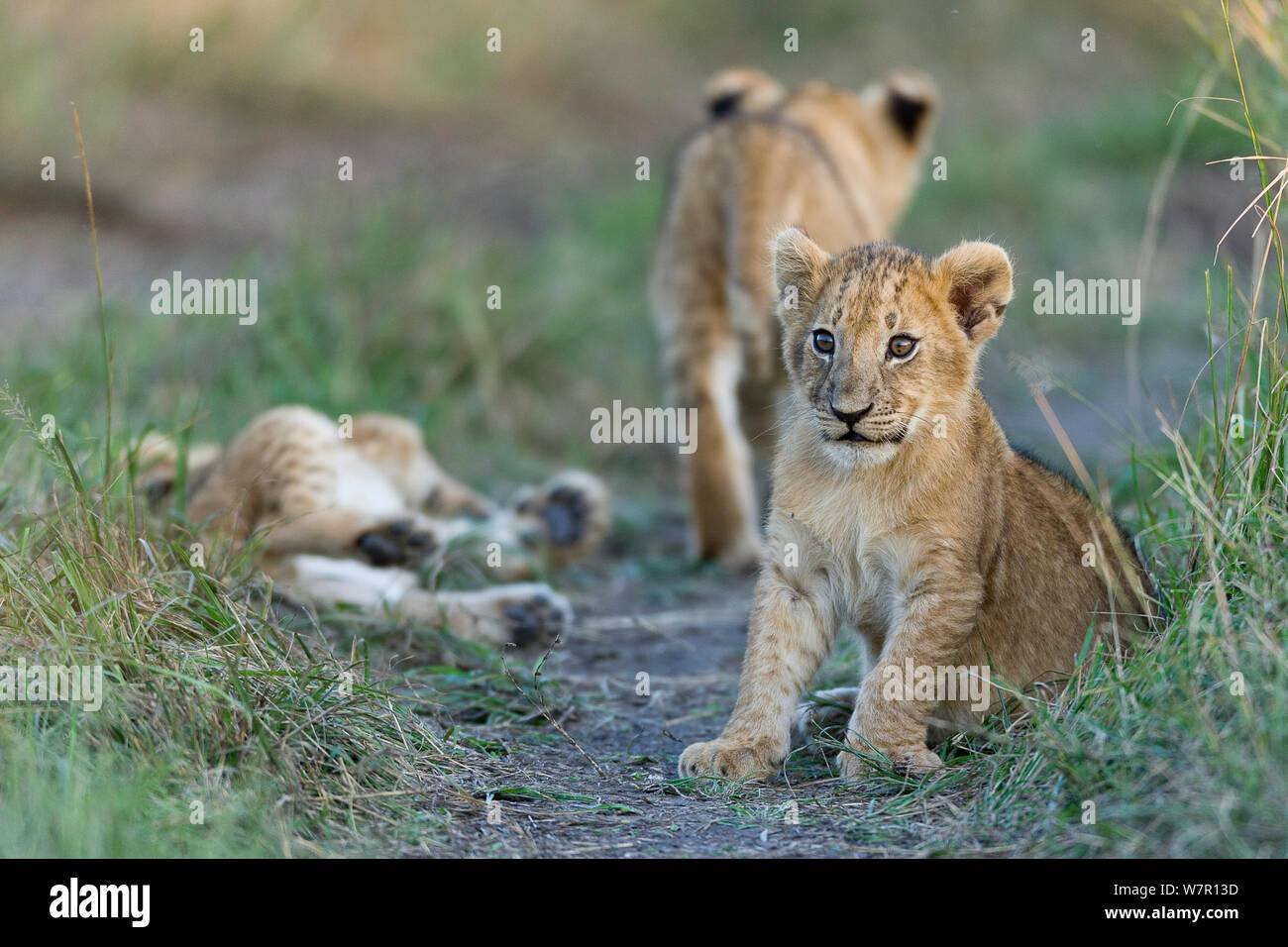 Lion (Panthera leo) cubs playing, Masai-Mara Game Reserve, Kenya ...