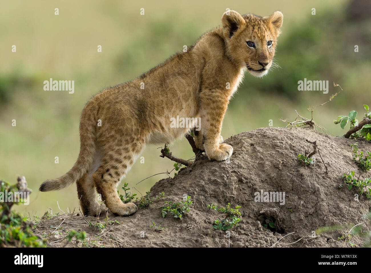 Lion (Panthera leo) cub, Masai-Mara Game Reserve, Kenya. Vulnerable ...