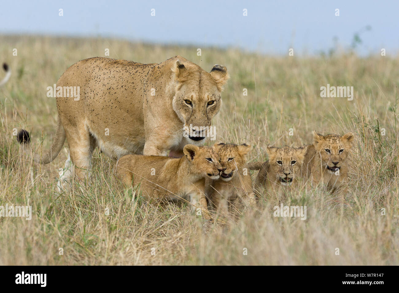Lioness (Panthera leo) and four cubs, Masai-Mara Game Reserve, Kenya ...