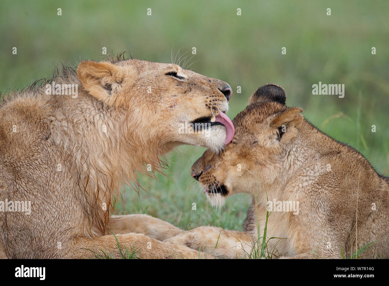 Lion grooming hi-res stock photography and images - Alamy