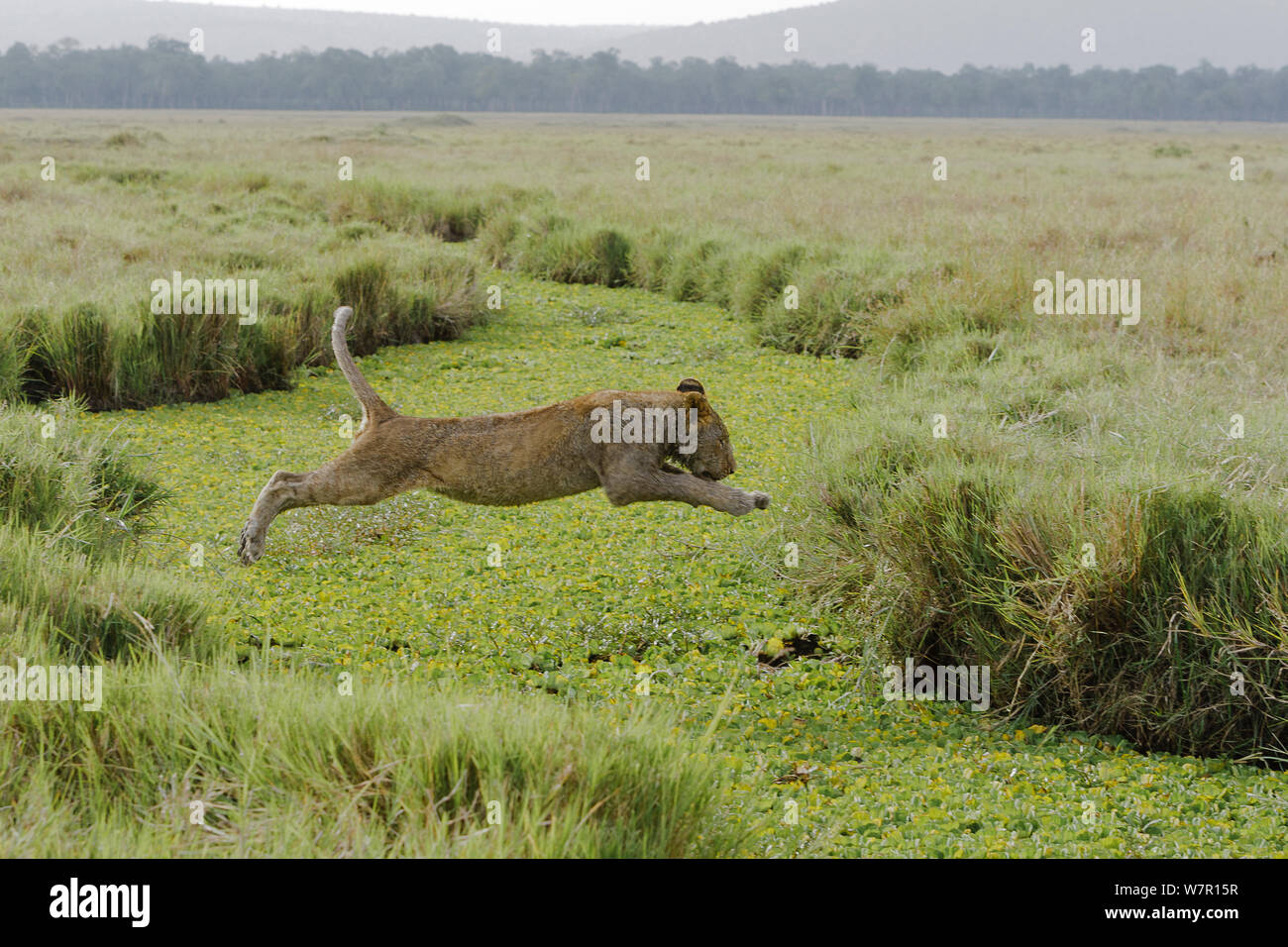 Jumping of the lion hi-res stock photography and images - Alamy
