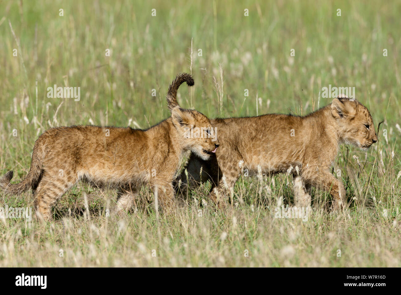 Lion (Panthera leo) cubs 3 months old playing, Masai-Mara Game Reserve ...