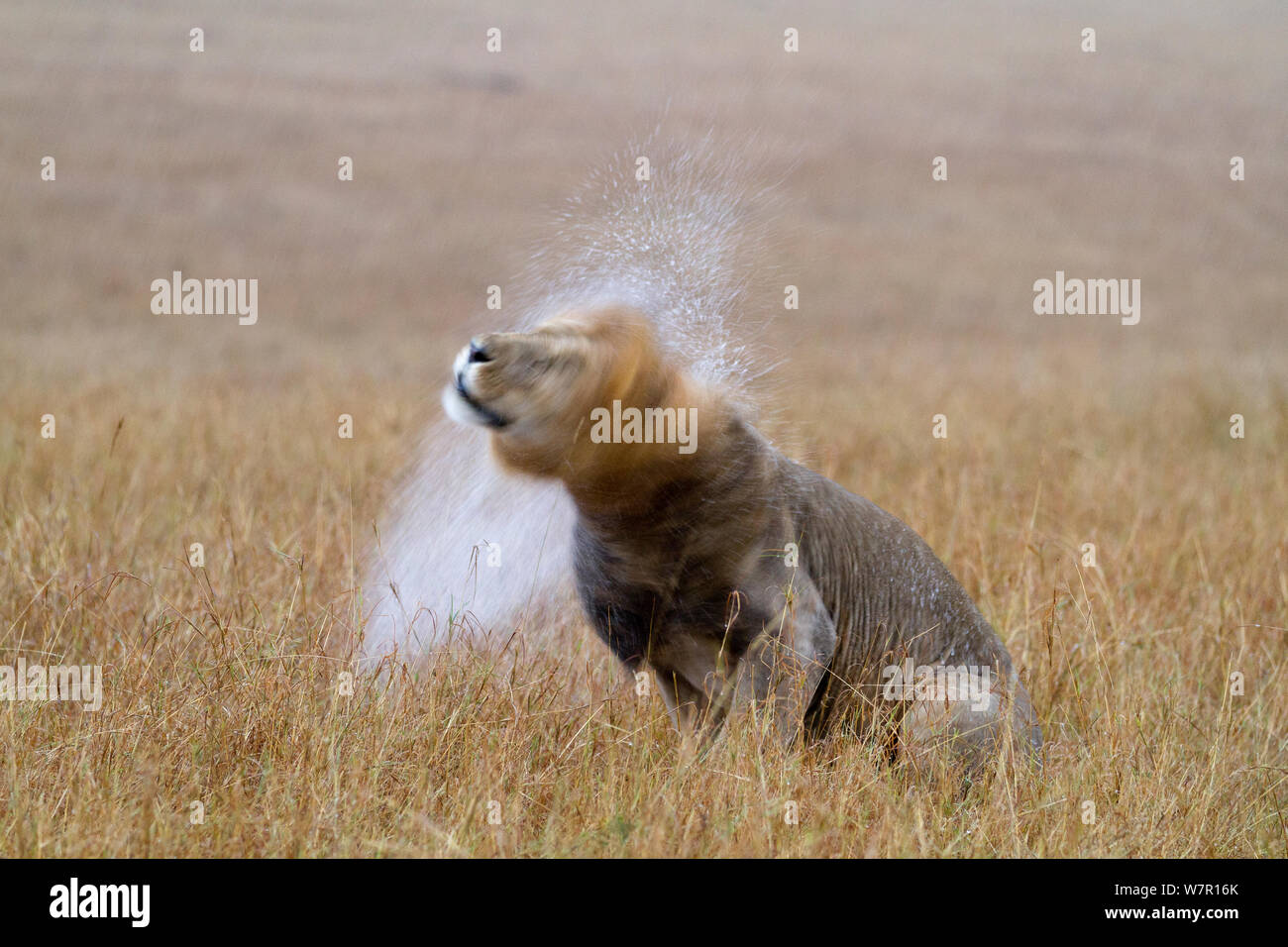 Lion shaking mane hi-res stock photography and images - Alamy