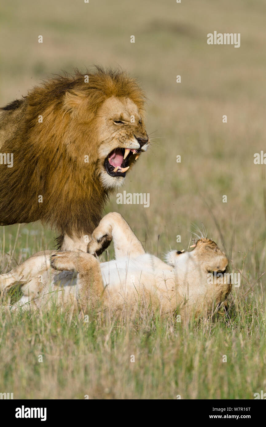 Lion (Panthera leo) male and female aggression as male attempts to mate ...