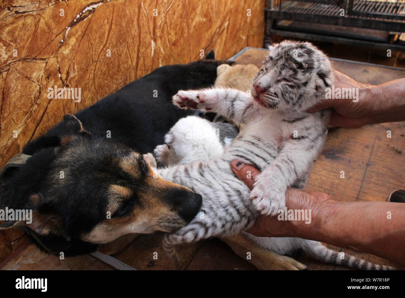 A dog feeds tiger cubs born by the 5-year-old Bengal tiger at the ...