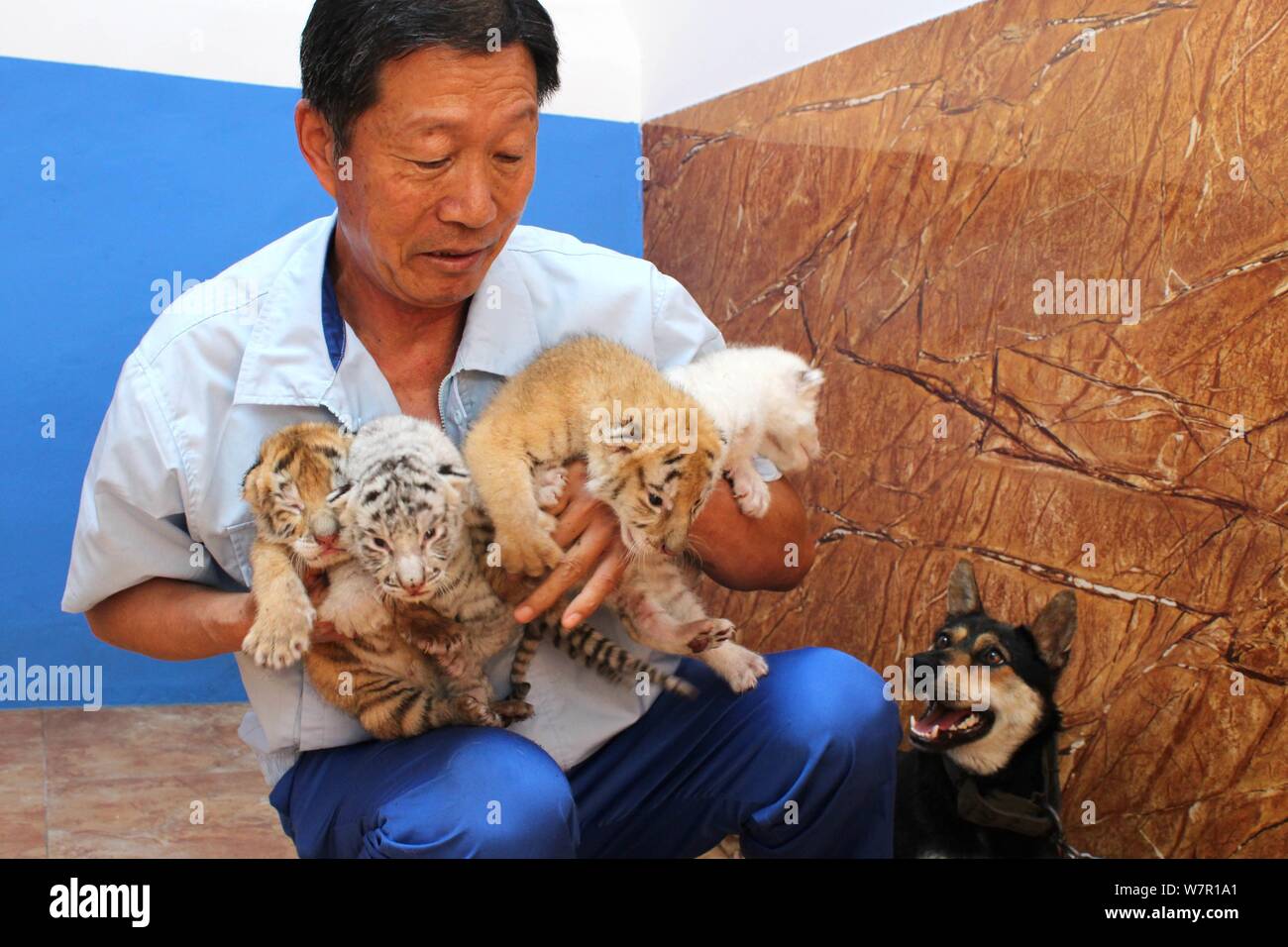 A breeder holds up tiger cubs born by the 5-year-old Bengal tiger at ...