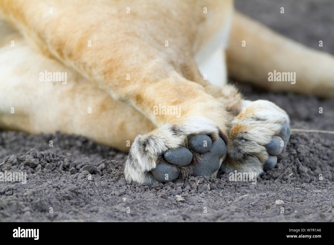 Lion (Panthera leo) feet, Masai-Mara Game Reserve, Kenya. Vulnerable ...