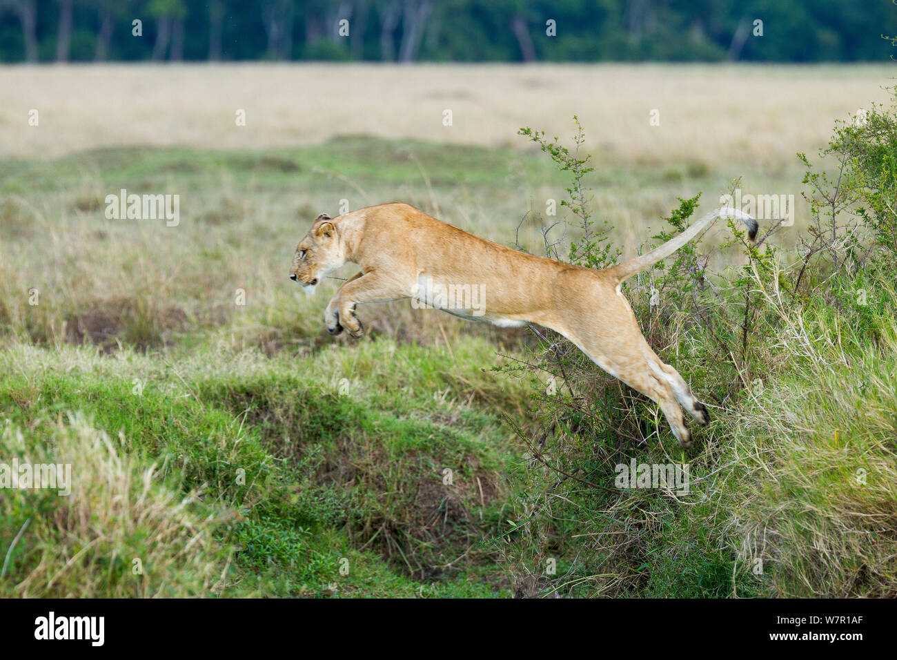 Lioness Leaping