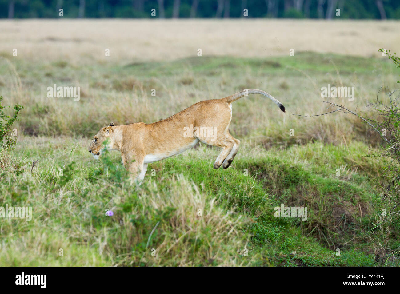 Jumping of the lion hi-res stock photography and images - Alamy