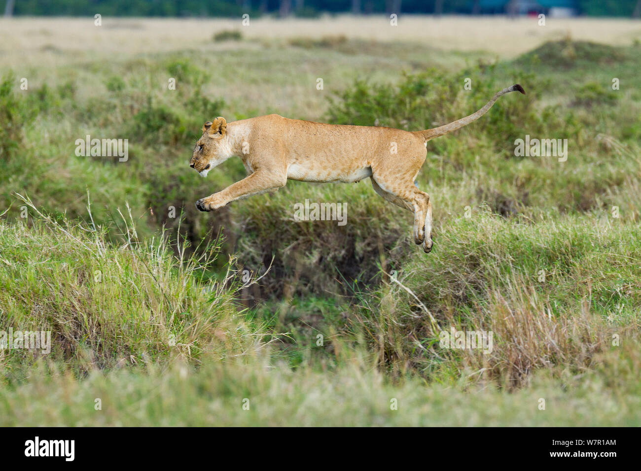 Lioness (Panthera leo) jumping, Masai-Mara Game Reserve, Kenya ...