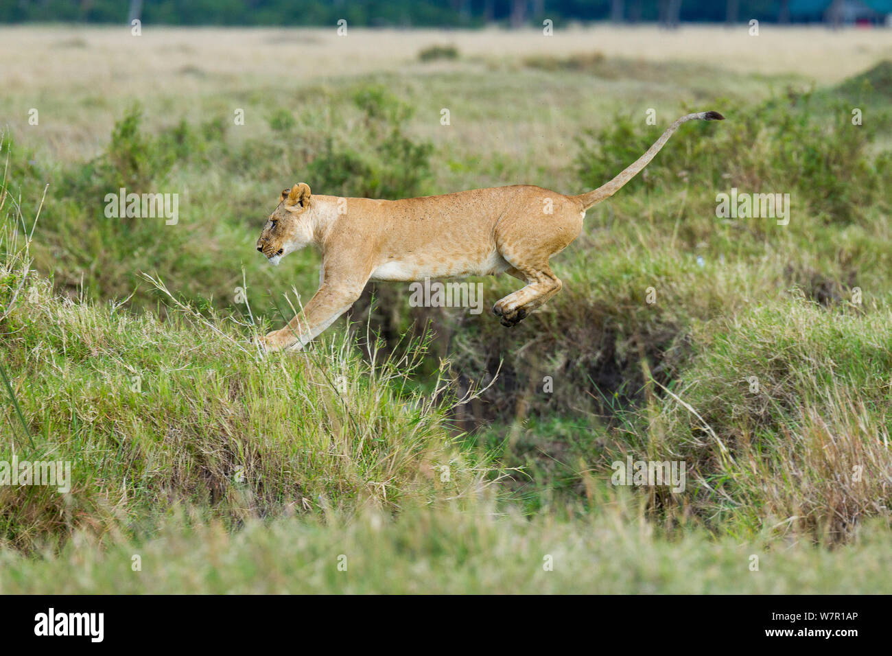 Lioness Pouncing