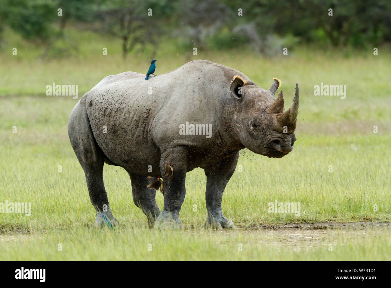 Black rhino (Diceros bicornis) with a Rueppell's Glossy-Starling ...