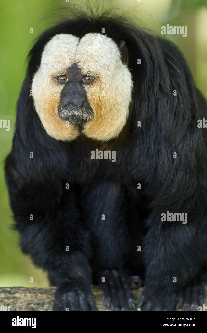 Male south america hi-res stock photography and images - Alamy