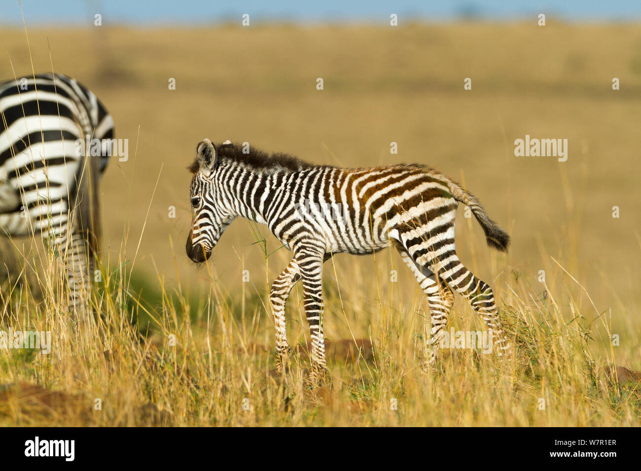 Boehms zebra hi-res stock photography and images - Alamy