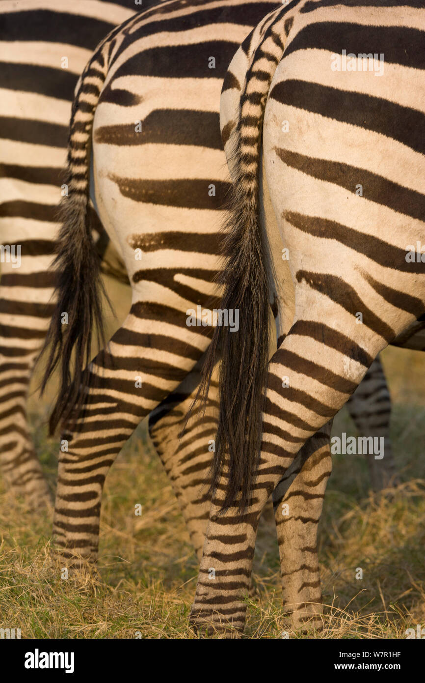 Tails patterns hi-res stock photography and images - Alamy