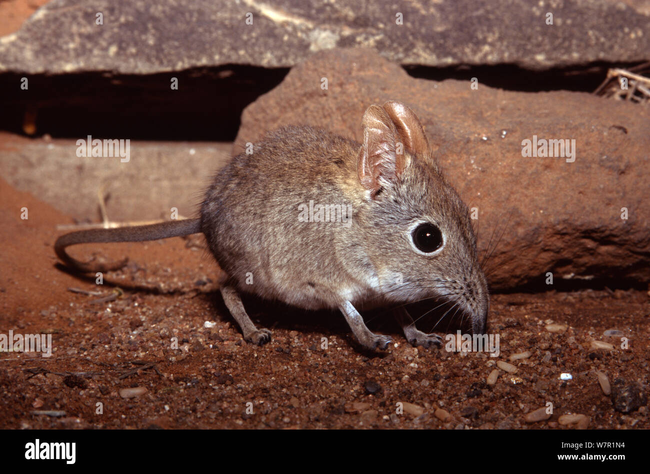 Elephantulus hi-res stock photography and images - Alamy