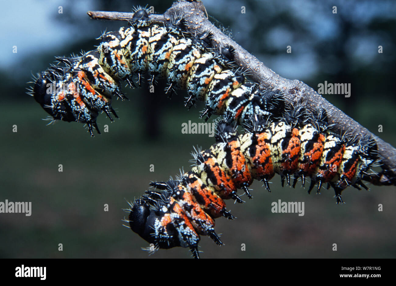 Mopane worms hi-res stock photography and images - Alamy